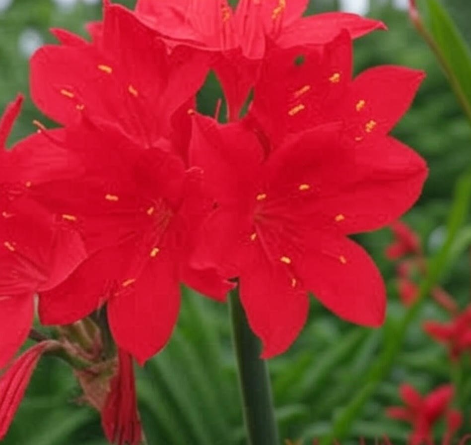 گل والوتا Vallota - گیلدا بهترین سایت تخصصی گل و گیاه